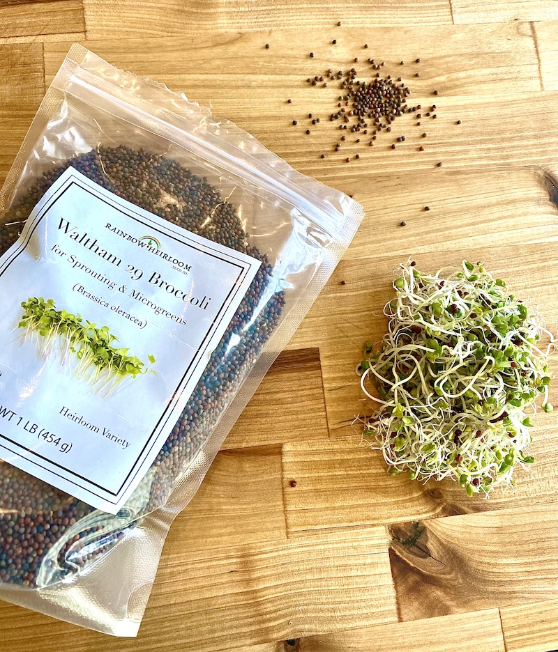 All About Broccoli Sprouts! - Your Life Nutrition
